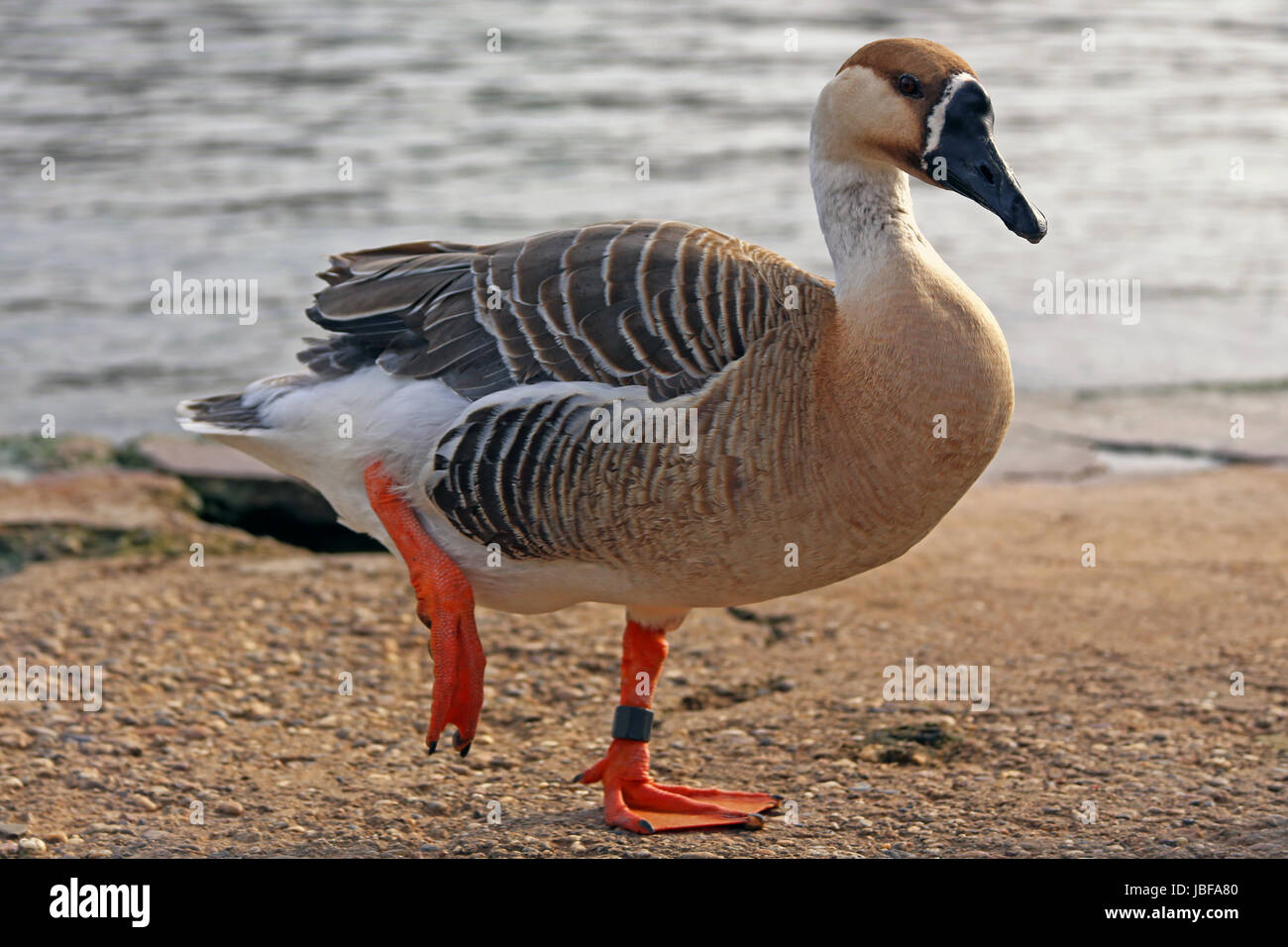 Fauna one hi-res stock photography and images - Alamy
