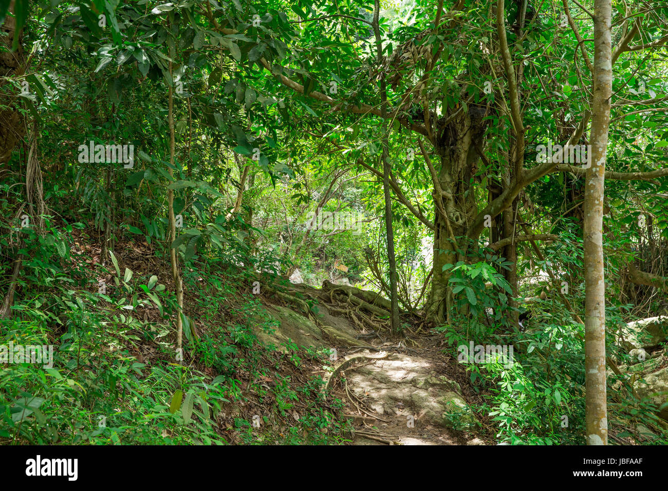 Stream in the tropical jungle Stock Photo - Alamy