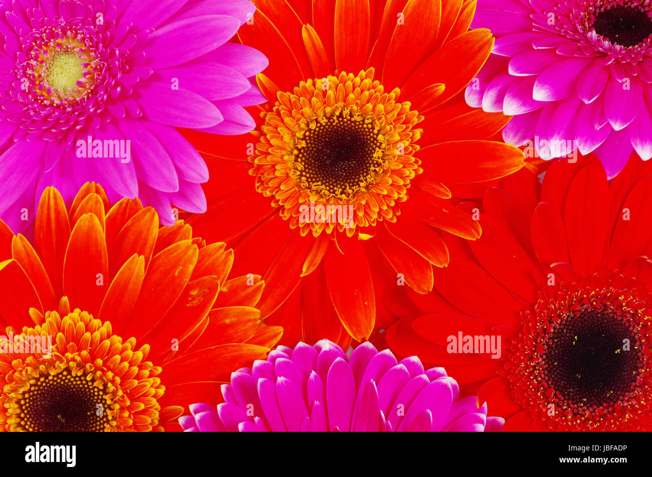 gerbera flower close up background Stock Photo - Alamy