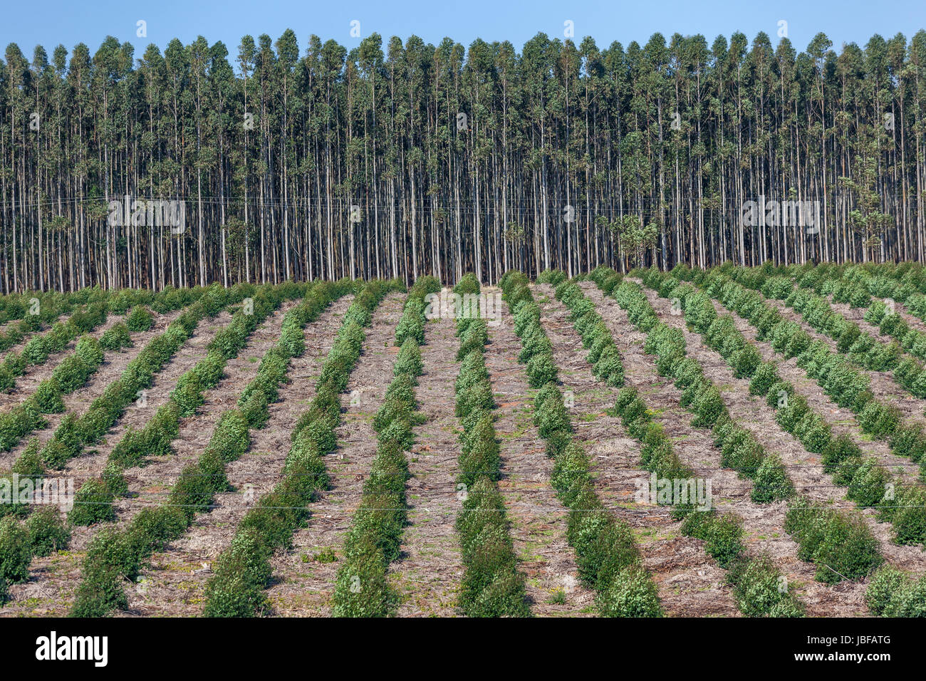 Trees for pulp hi-res stock photography and images - Alamy