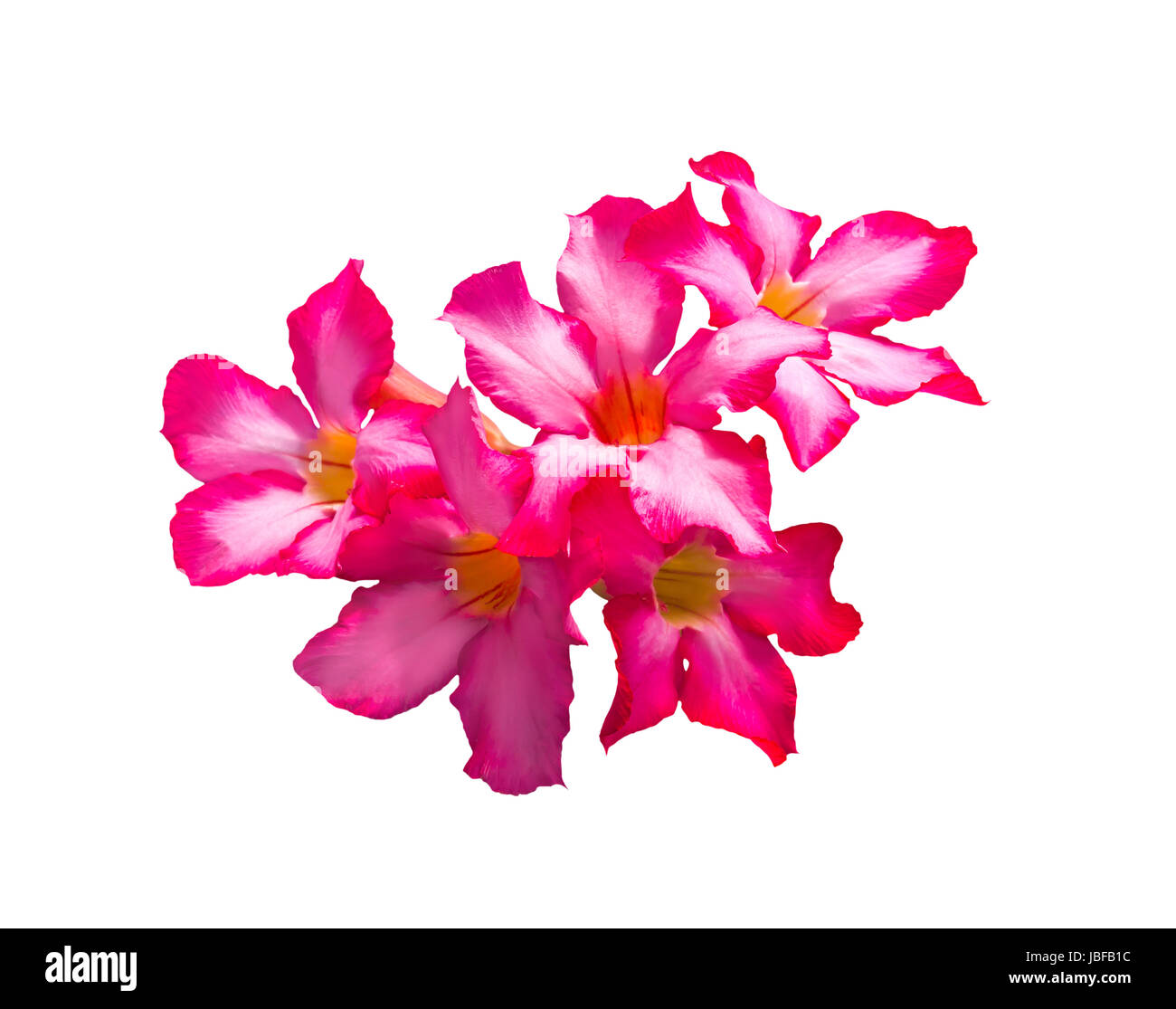 Pink desert rose isolated on white background Stock Photo - Alamy