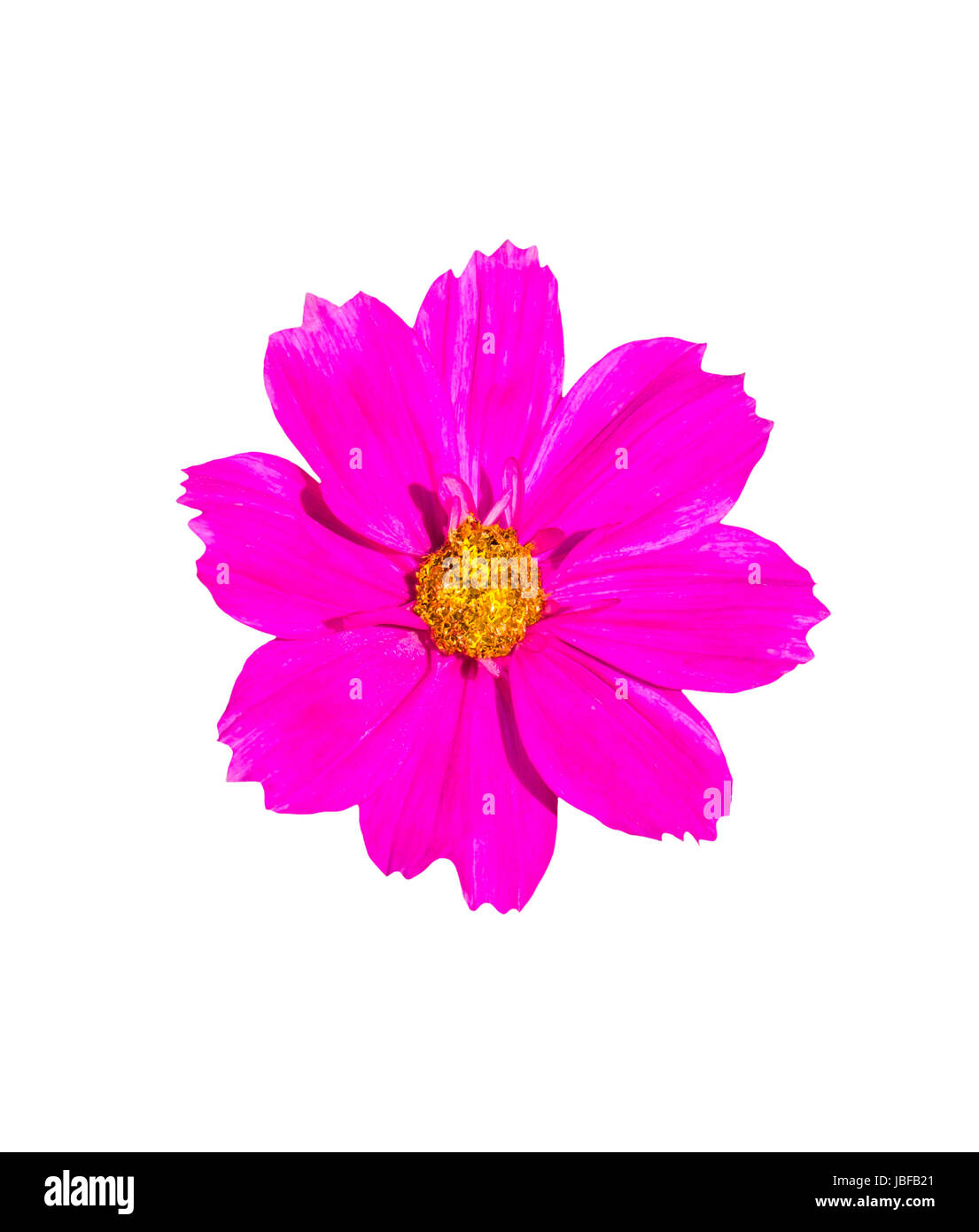 Pink mexican diasy flower isolated on white with clipping path Stock ...