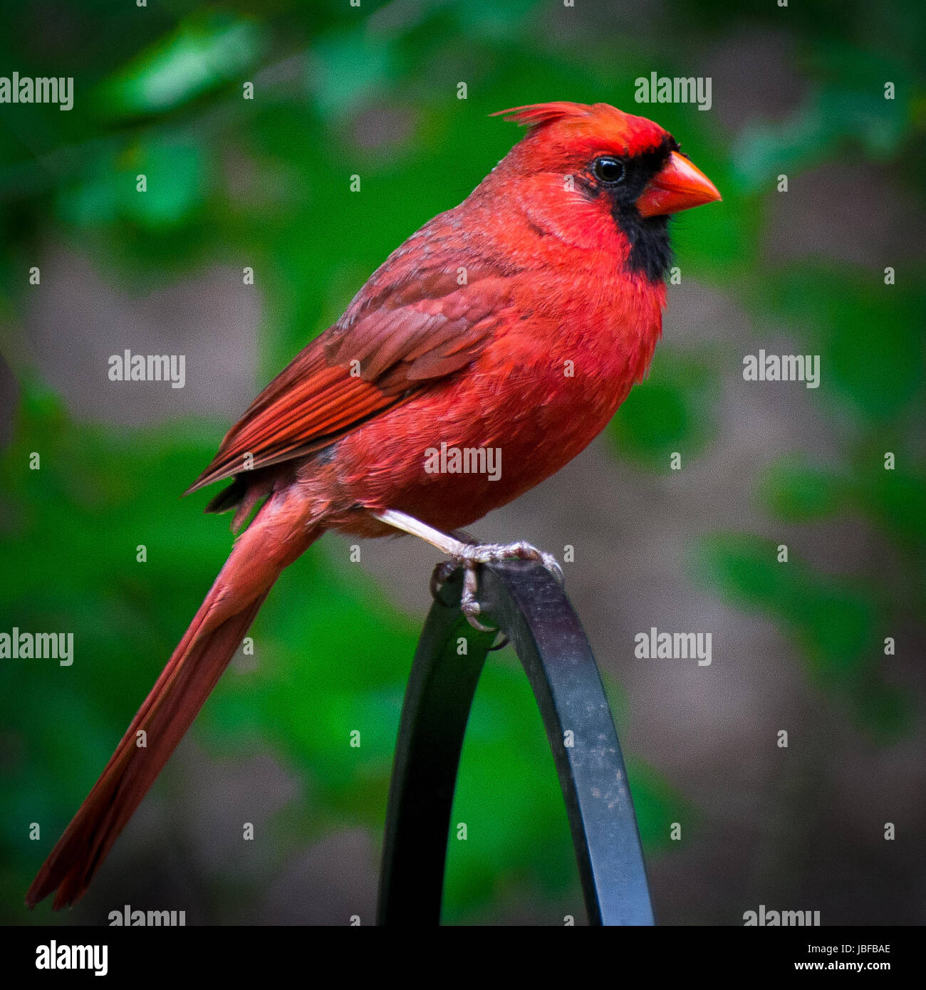 A male cardinal Stock Photo - Alamy