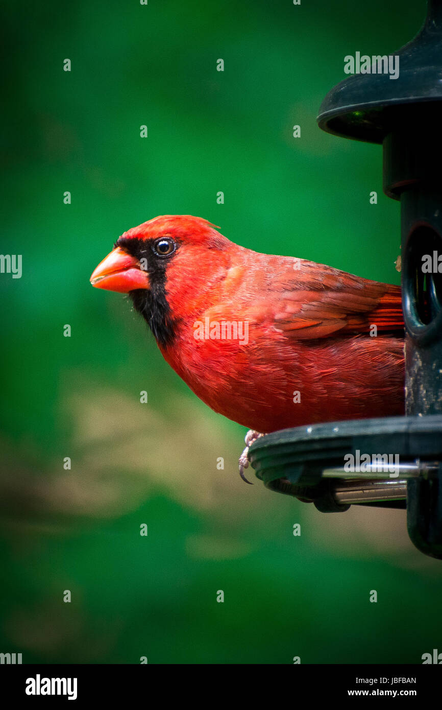 A male cardinal Stock Photo - Alamy