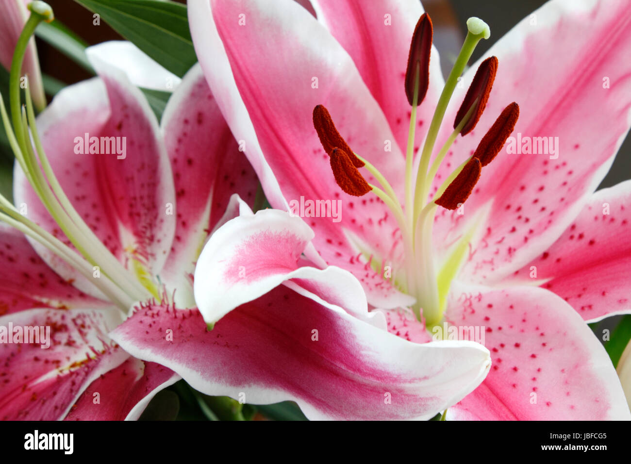 Stargazer Lilies Lilium Flowers Stock Photos & Stargazer Lilies Lilium ...
