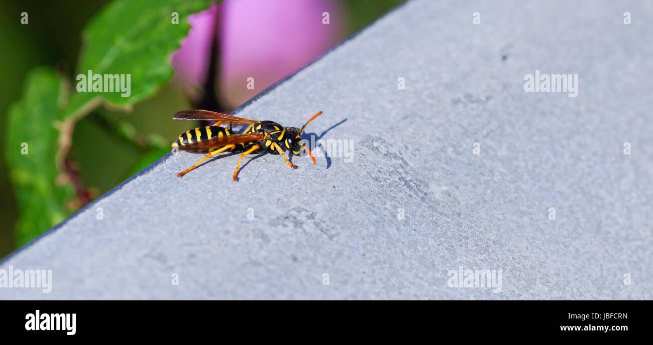 wasp on top a wall in my garden Stock Photo - Alamy
