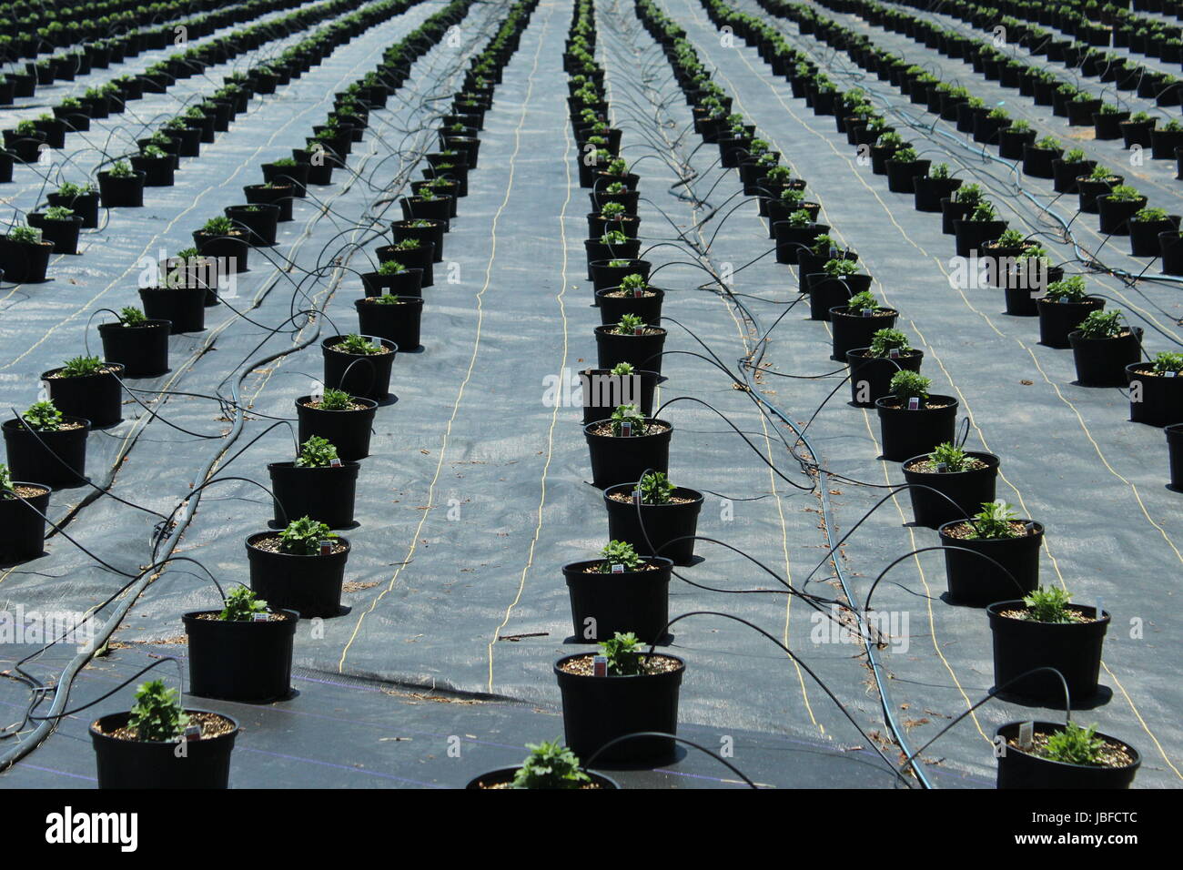 Connected irrigation hi-res stock photography and images - Alamy