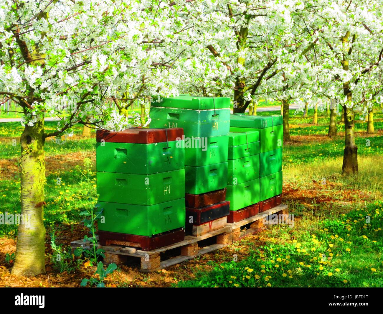 beehives in the cherry grove Stock Photo - Alamy