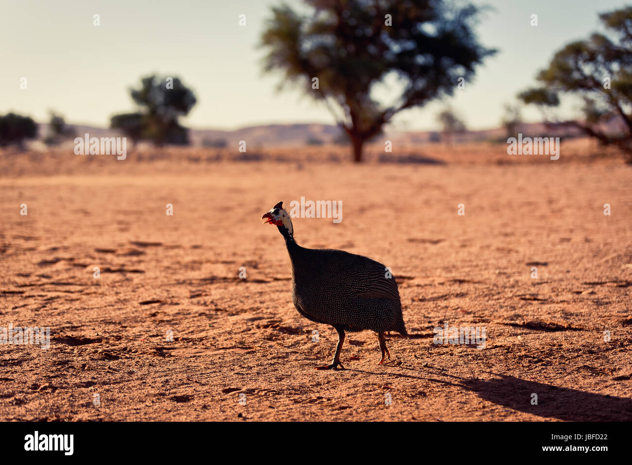 Namibian birdlife hi-res stock photography and images - Alamy