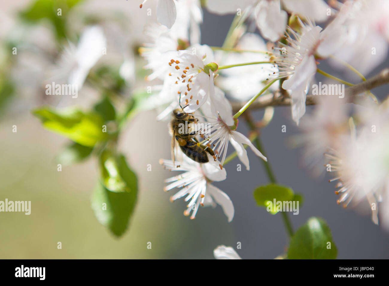 bee during pollination Stock Photo - Alamy