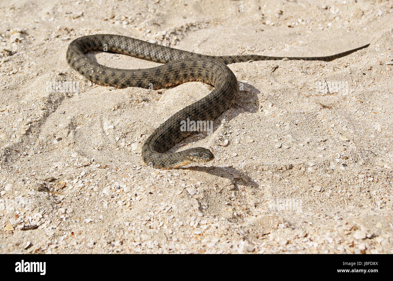 A snake is slithering on shelly sand on the beach Stock Photo - Alamy