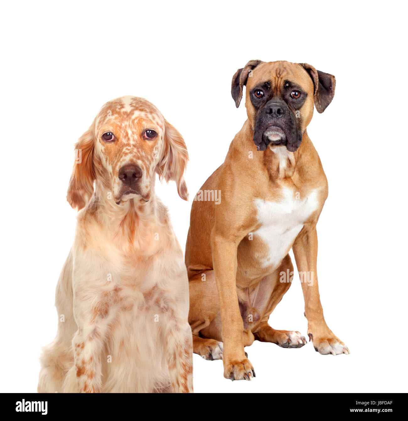 Different breed dogs hi-res stock photography and images - Alamy