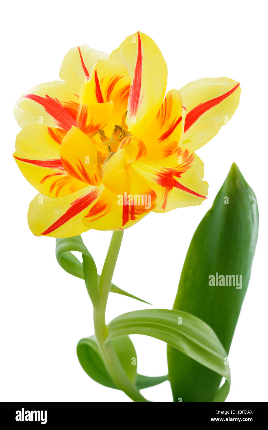 Streifen blumen hi-res stock photography and images - Alamy