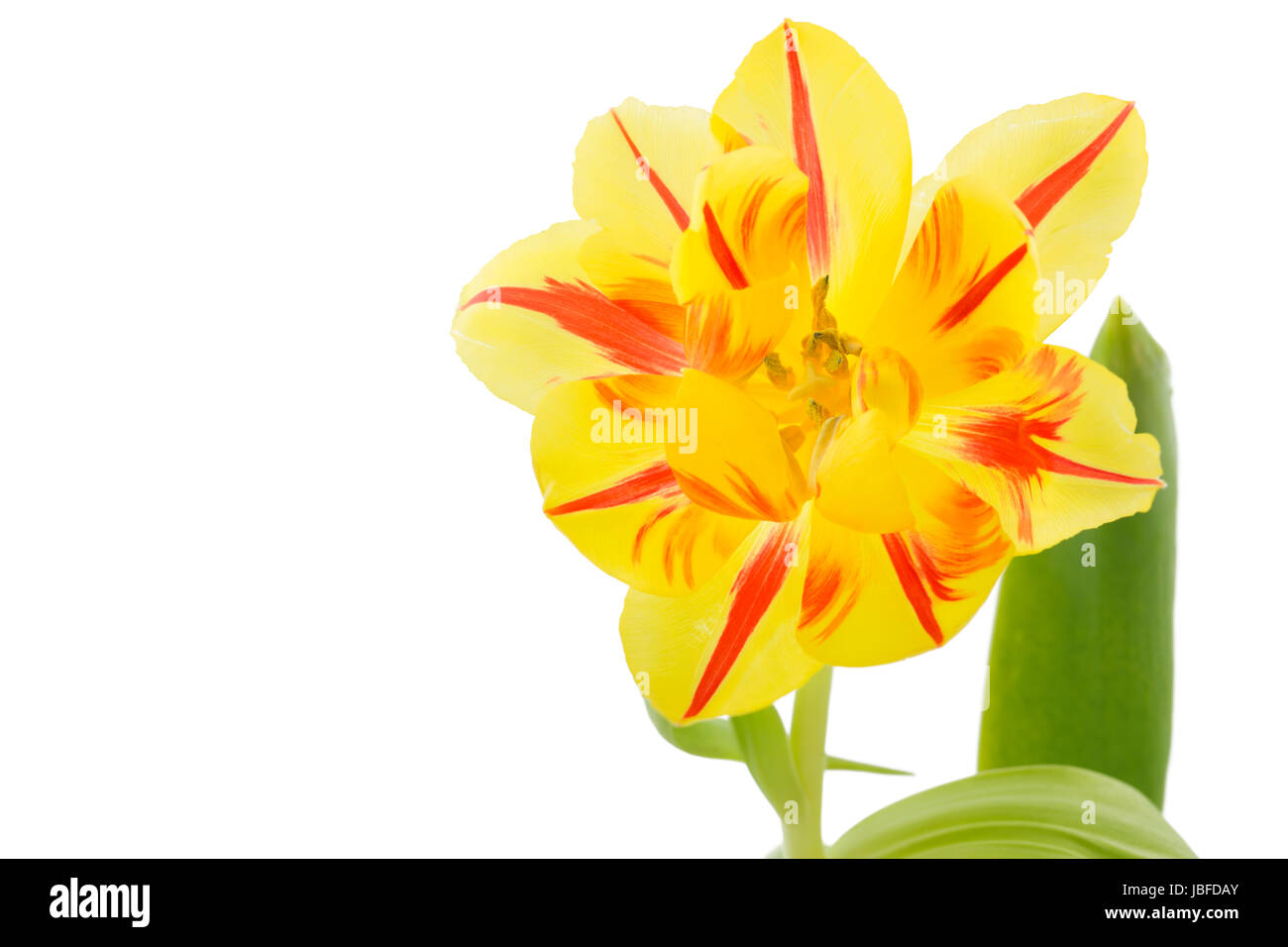 Gestreift gelb Cut Out Stock Images & Pictures - Alamy