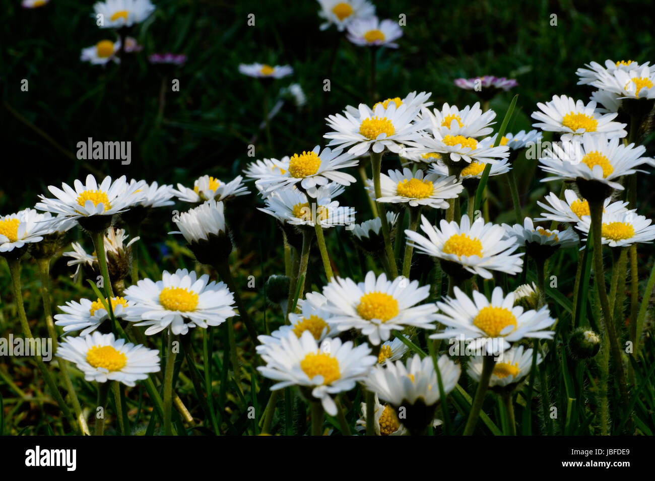 field of daisy Stock Photo - Alamy