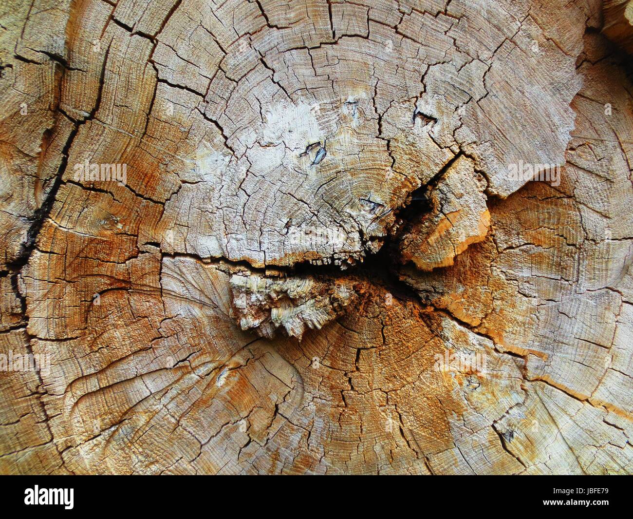 Elder tree wood hi-res stock photography and images - Alamy