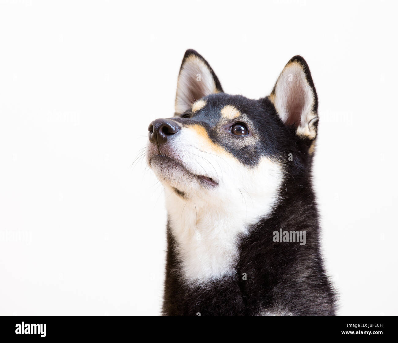 Shibainu japan hi-res stock photography and images - Alamy