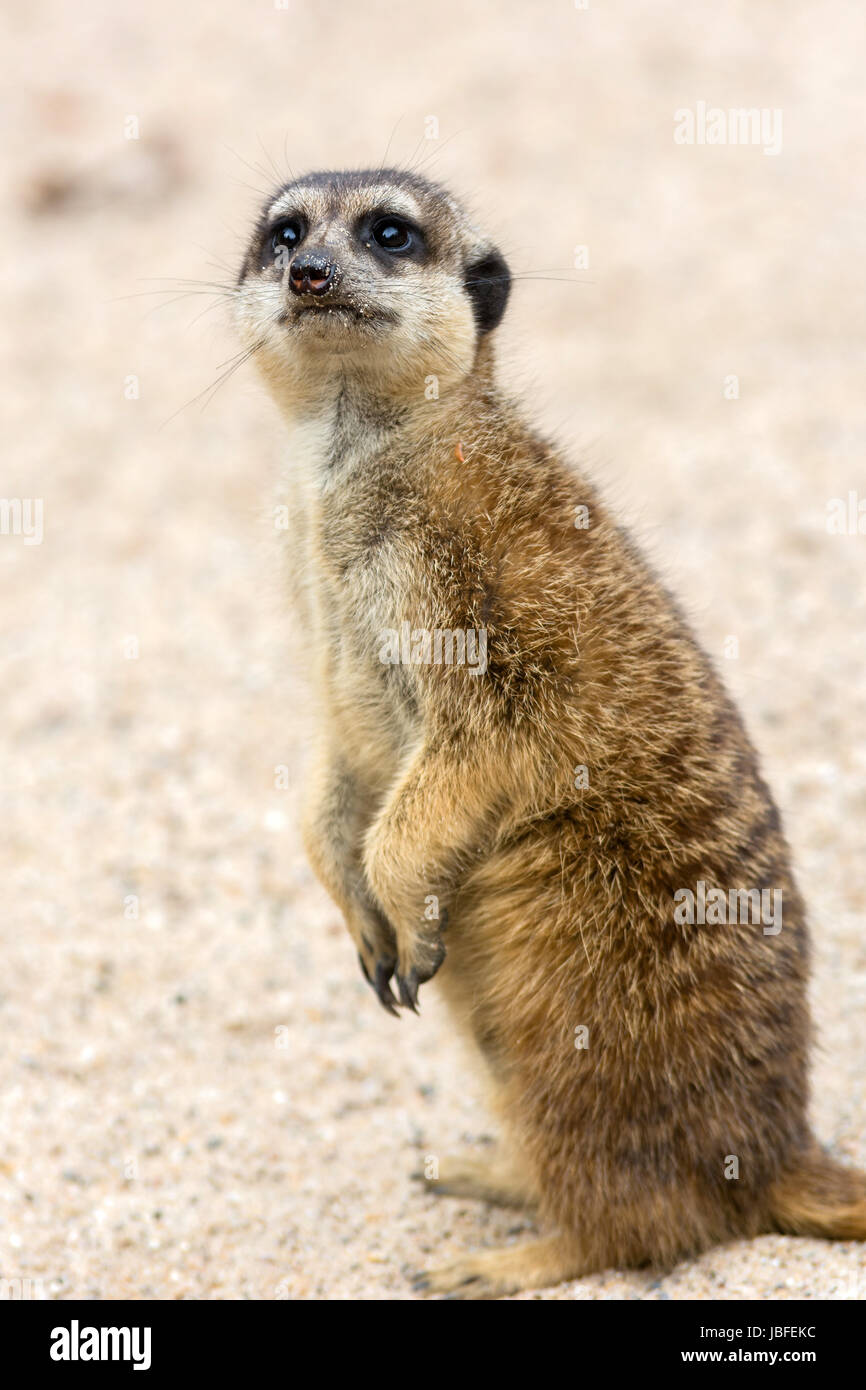 zoo to watch out Stock Photo - Alamy