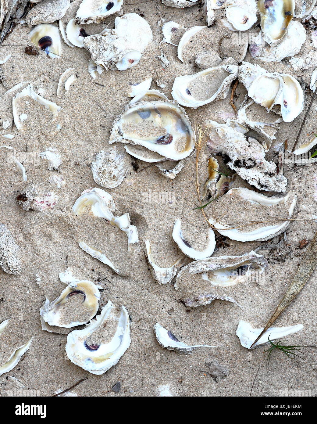 Many oyster shells laying on beach sand Stock Photo - Alamy