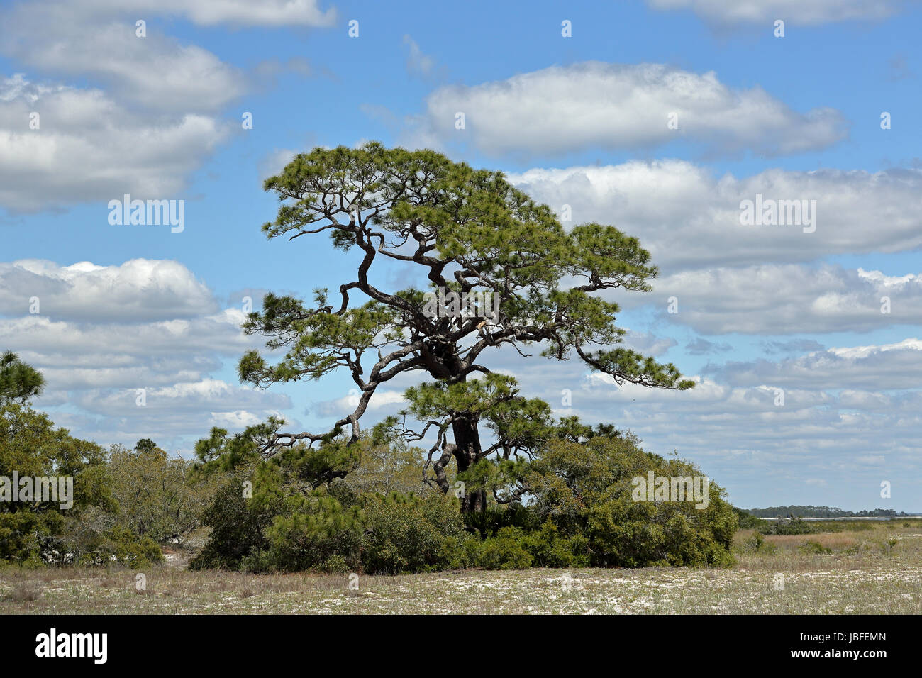 Windswept Pine High Resolution Stock Photography and Images - Alamy