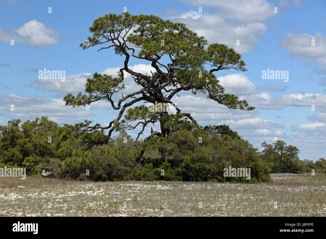 Majestic mature windswept pine tree on grassy beach sand Stock Photo ...