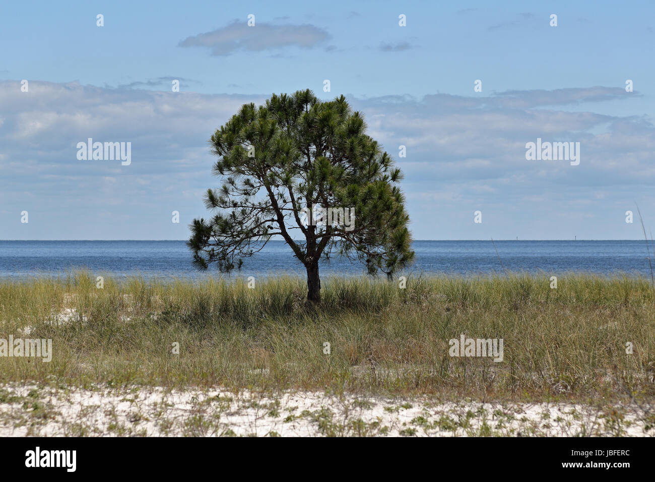 Lone small pine tree on an empty grassy beach with blue sky and clouds ...