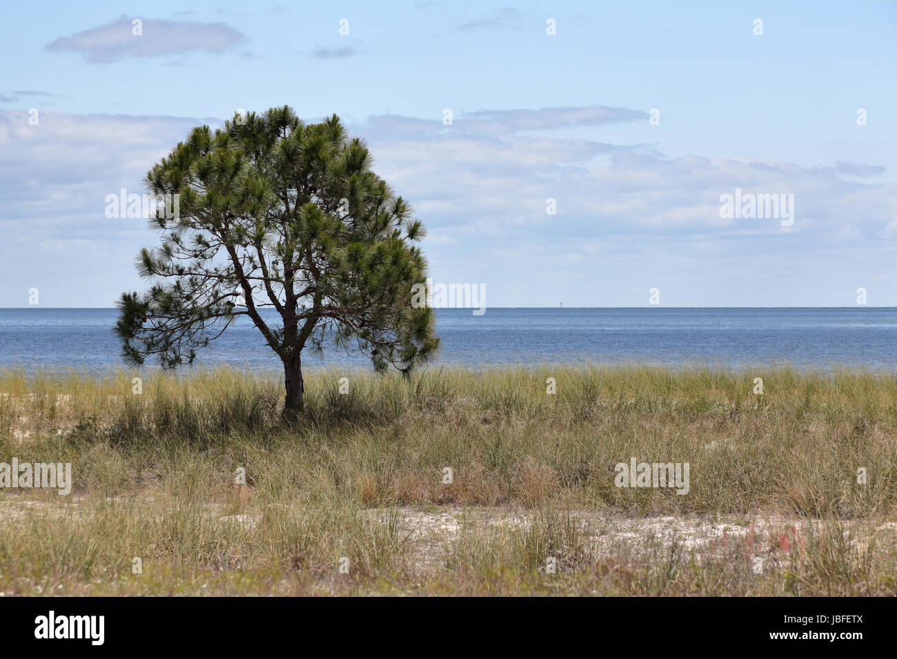 Lone small pine tree on an empty grassy beach with blue sky and clouds ...