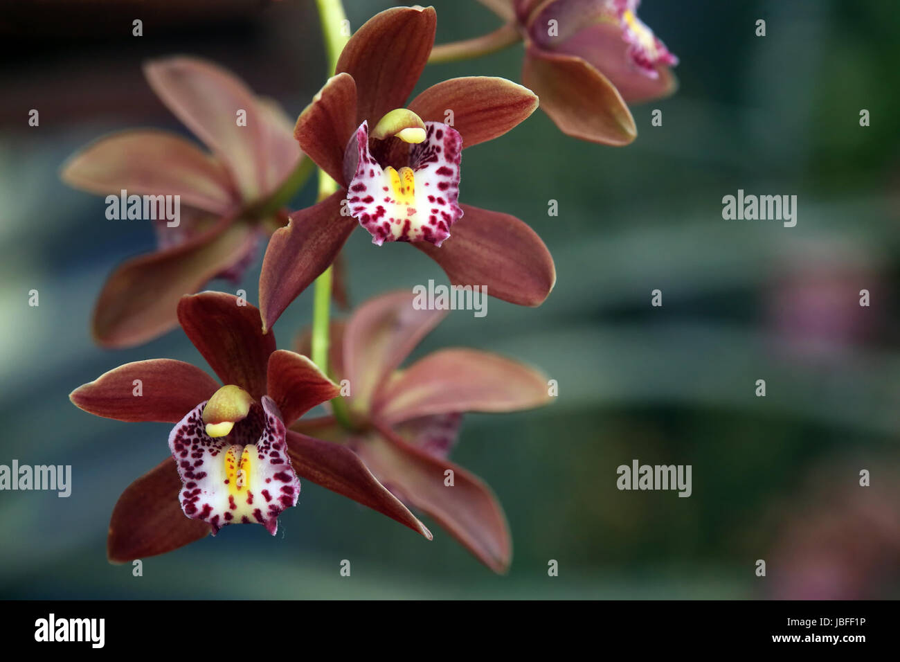 Purple cymbidium hi-res stock photography and images - Alamy