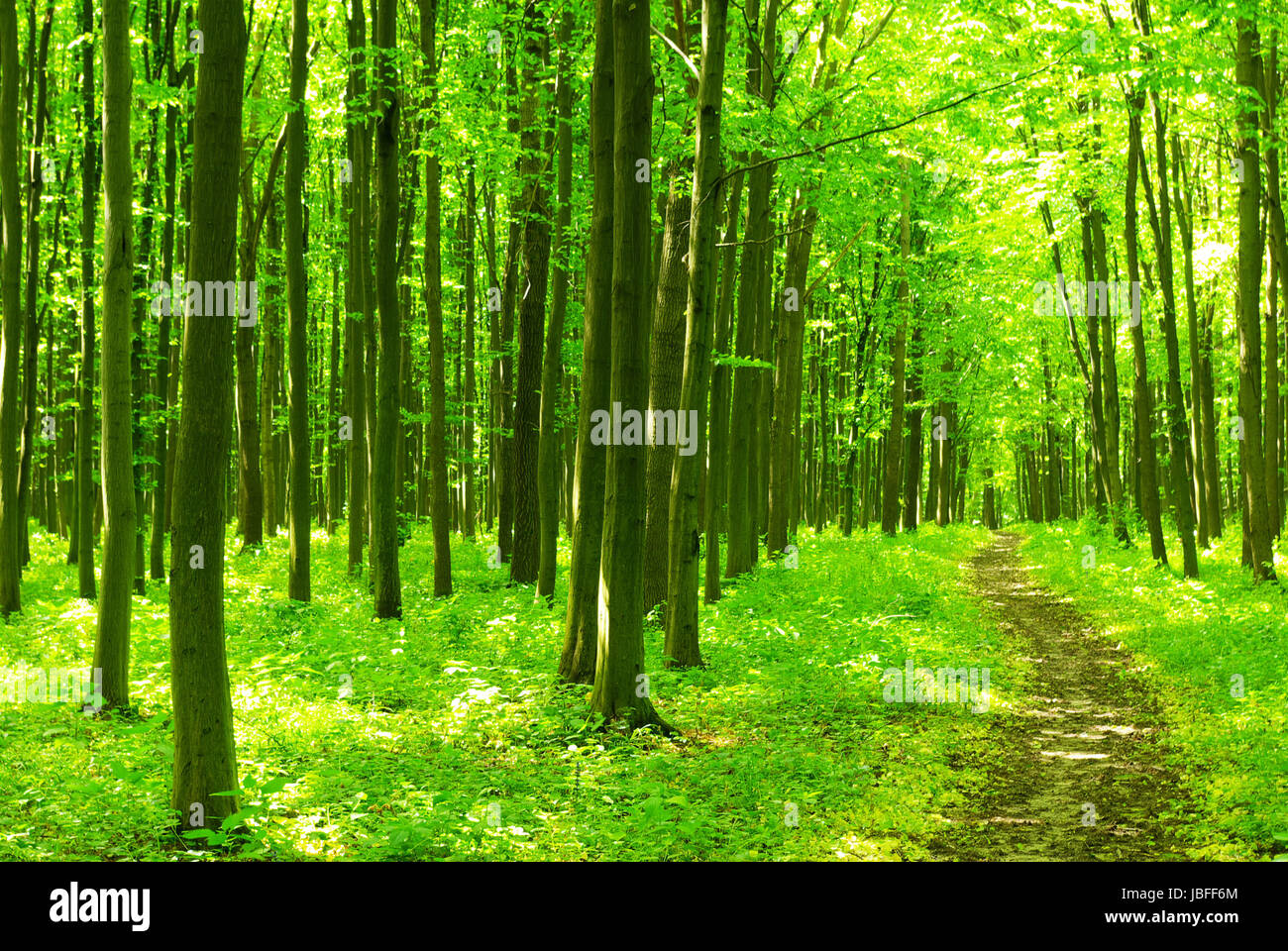 a path is in the green forest Stock Photo - Alamy