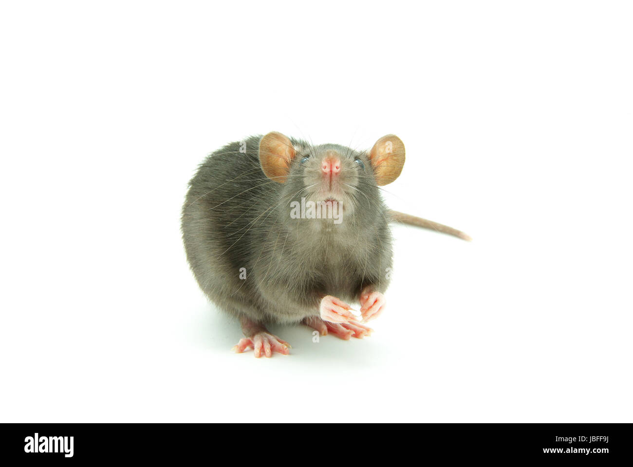 funny rat isolated on white background Stock Photo - Alamy