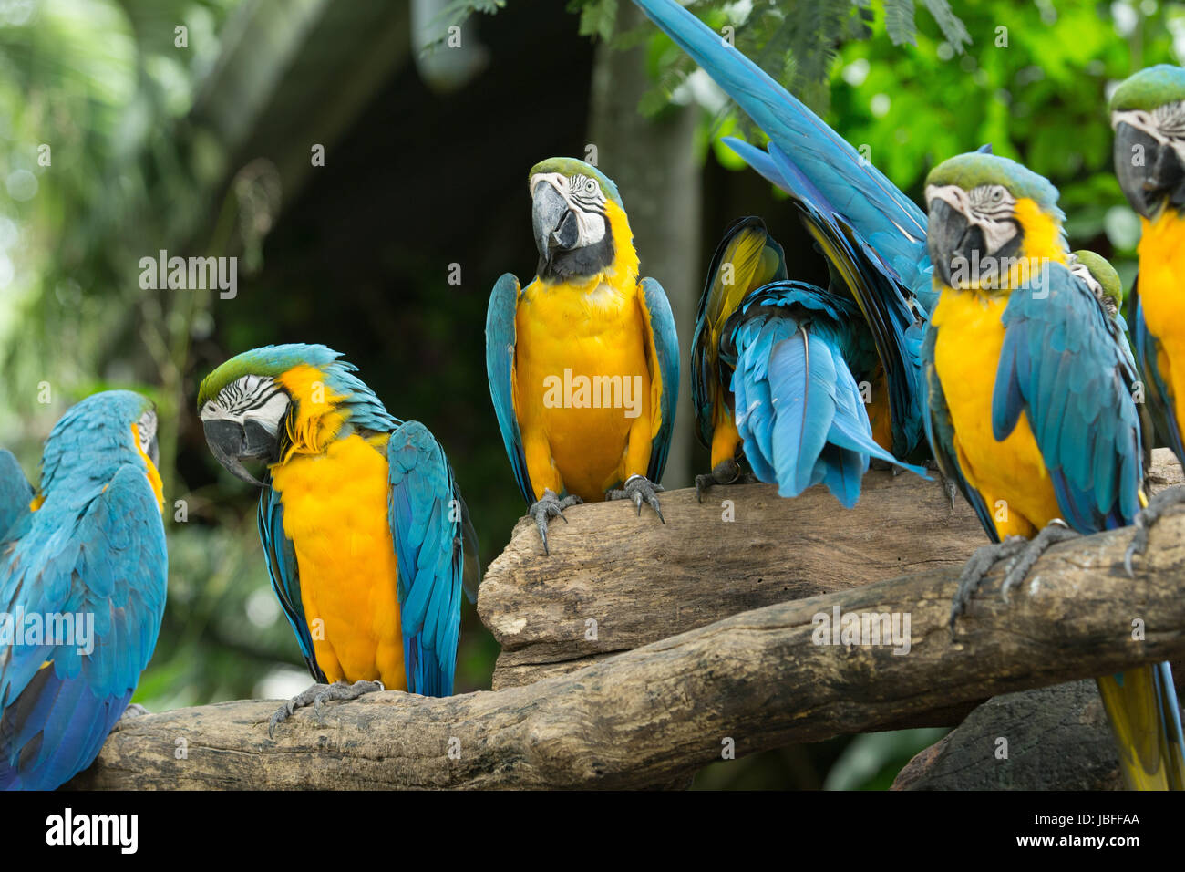 parrot bird sitting on the perch Stock Photo - Alamy