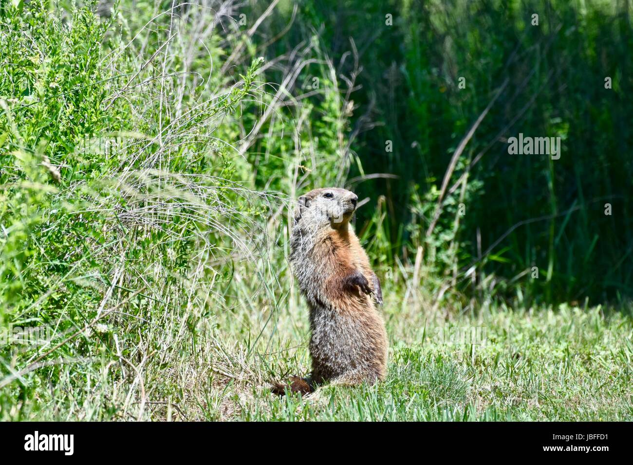 Groundhog (Marmota monax) standing tall on its hind legs Stock Photo ...