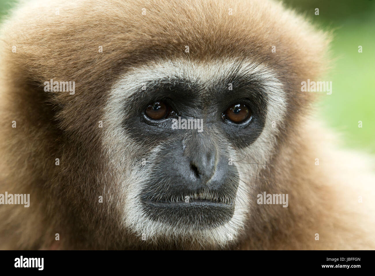 gibbon close- up face in zoo Stock Photo - Alamy