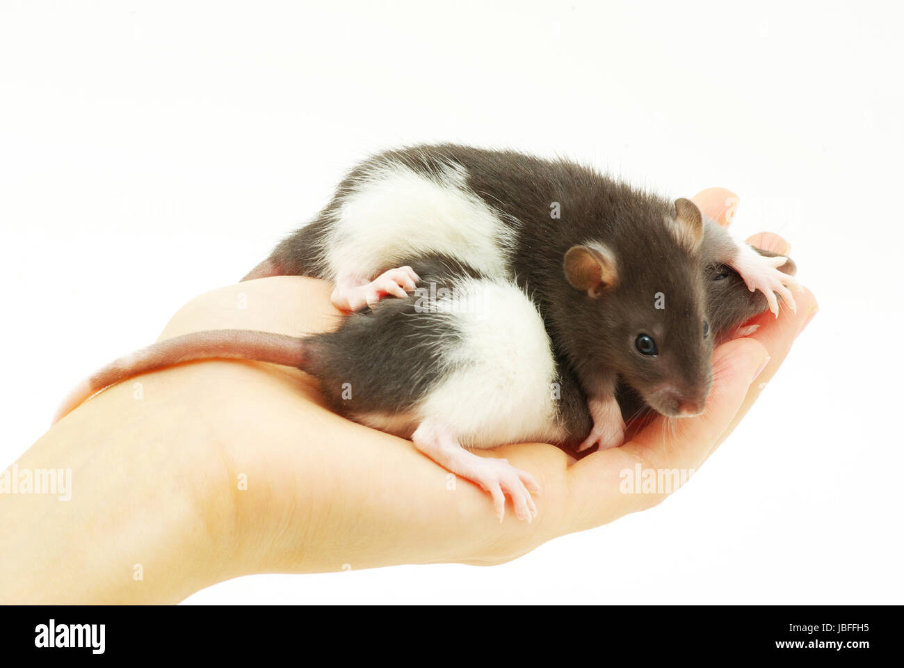 funny rat in hands isolated on white background Stock Photo - Alamy