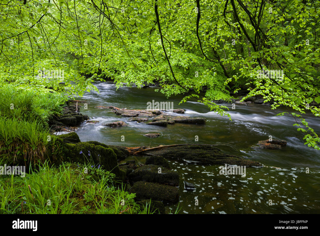 Great wood rush luzula sylvatica hi-res stock photography and images ...