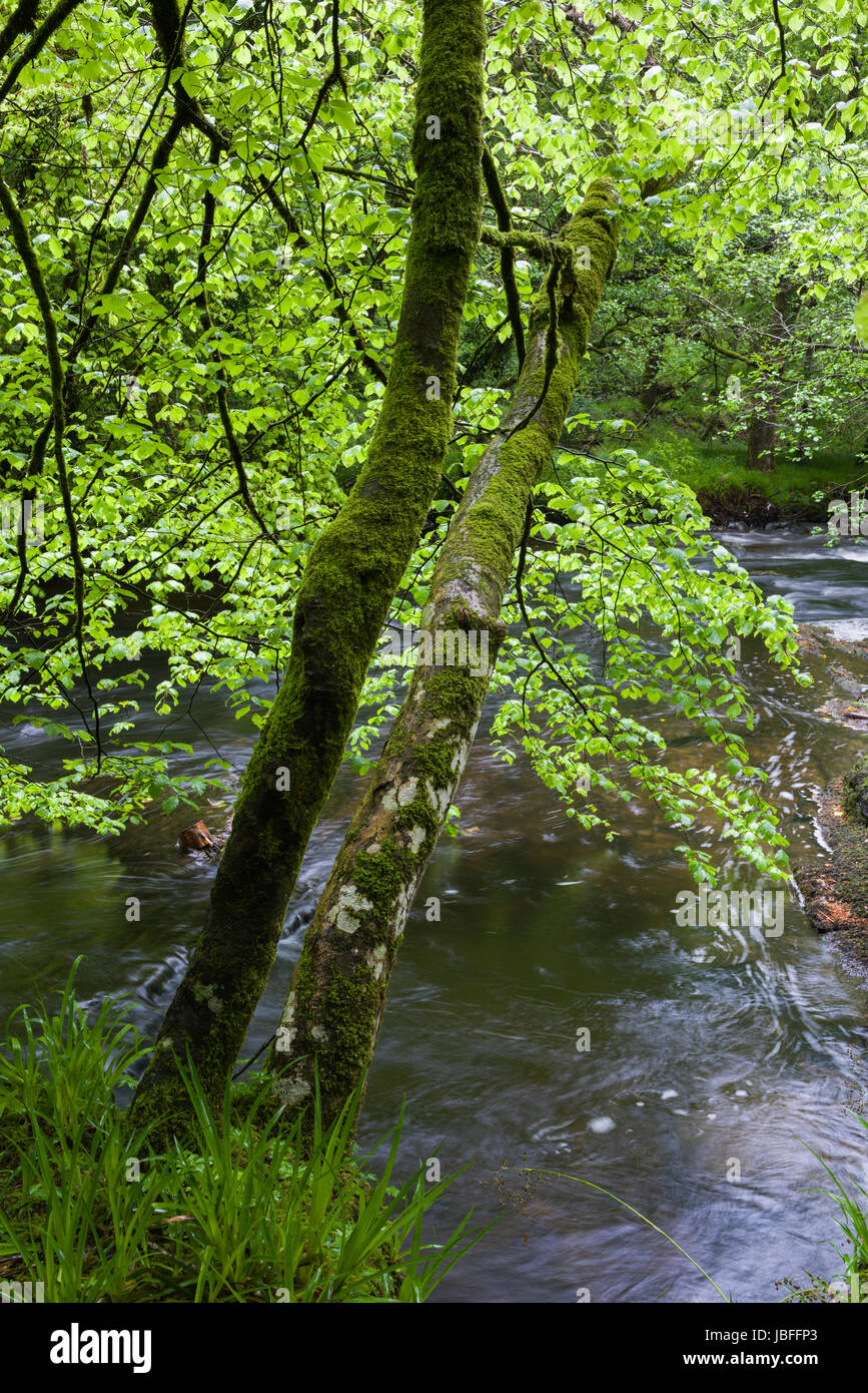 Beech trees display their spring foliage along the River Barle in ...