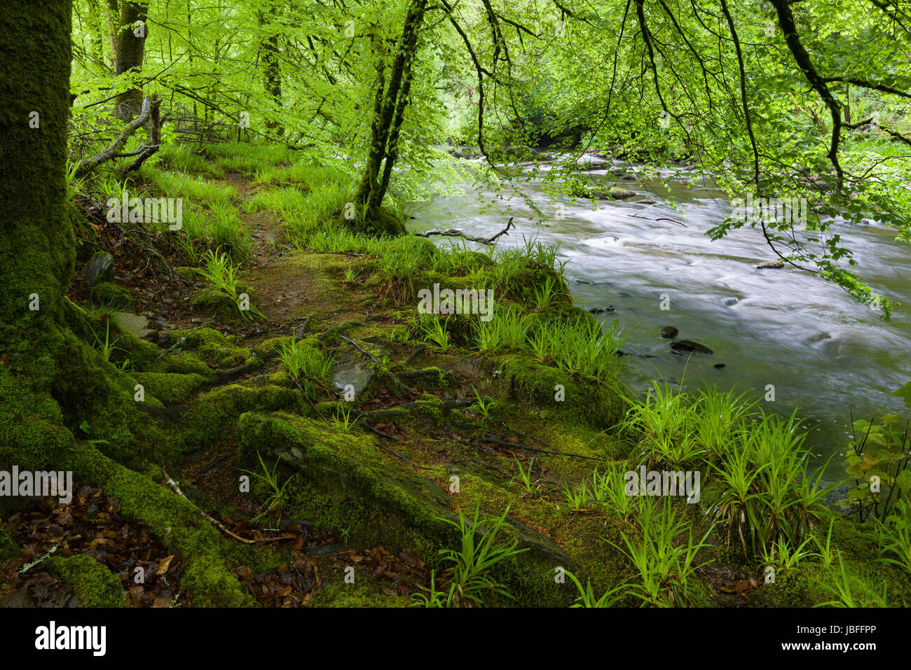 Beech trees display their spring foliage along the River Barle in ...