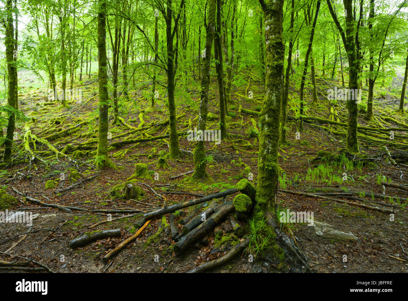 Beech trees in a broadleaf woodland during spring in Exmoor National ...