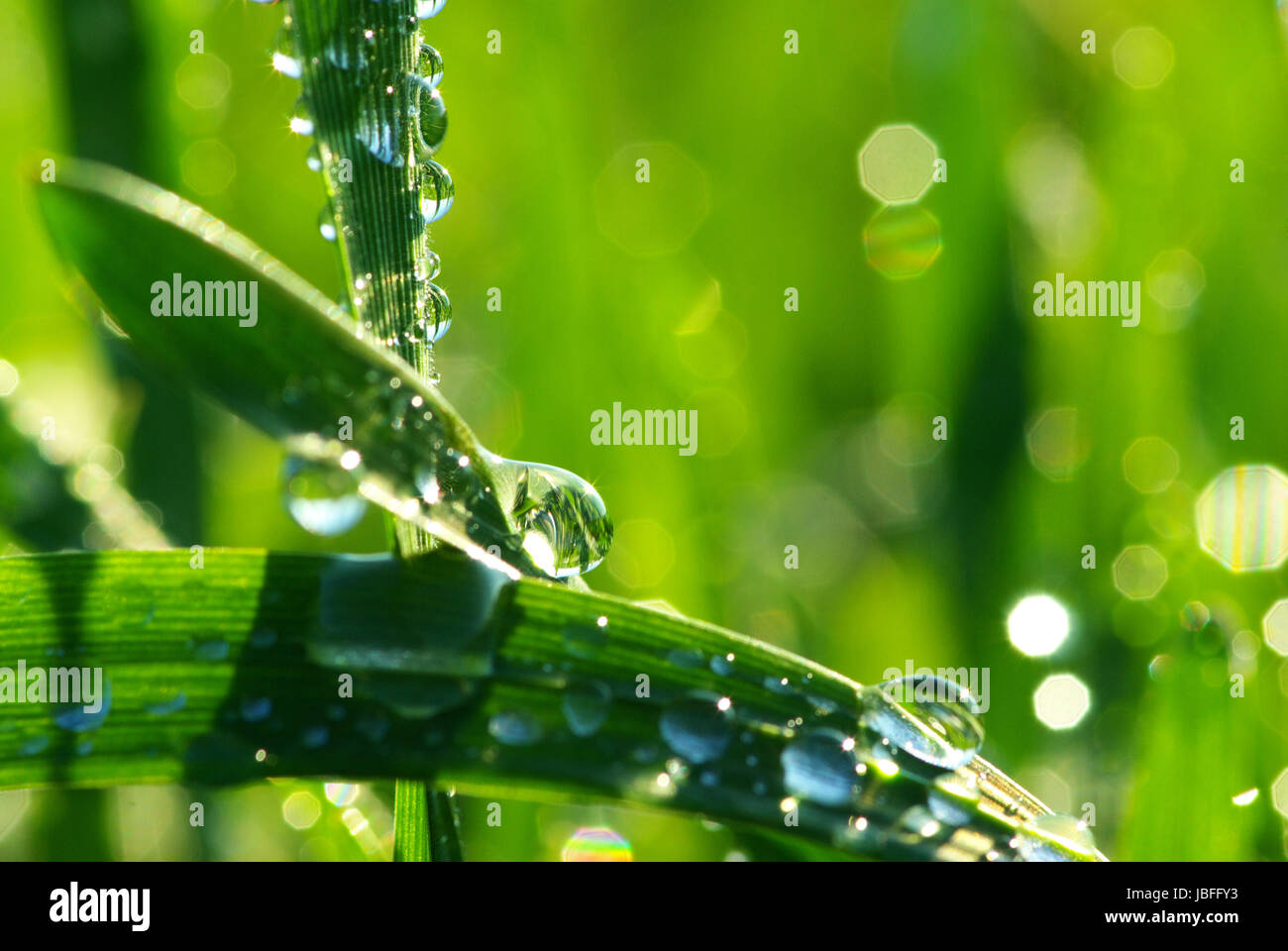 Dew drop on a blade of grass Stock Photo - Alamy