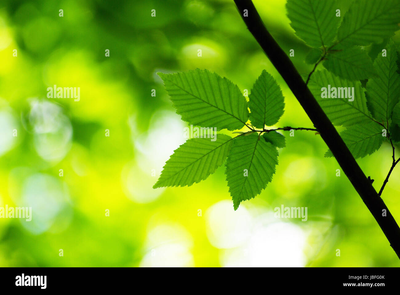 spring leaves background in green forest Stock Photo - Alamy