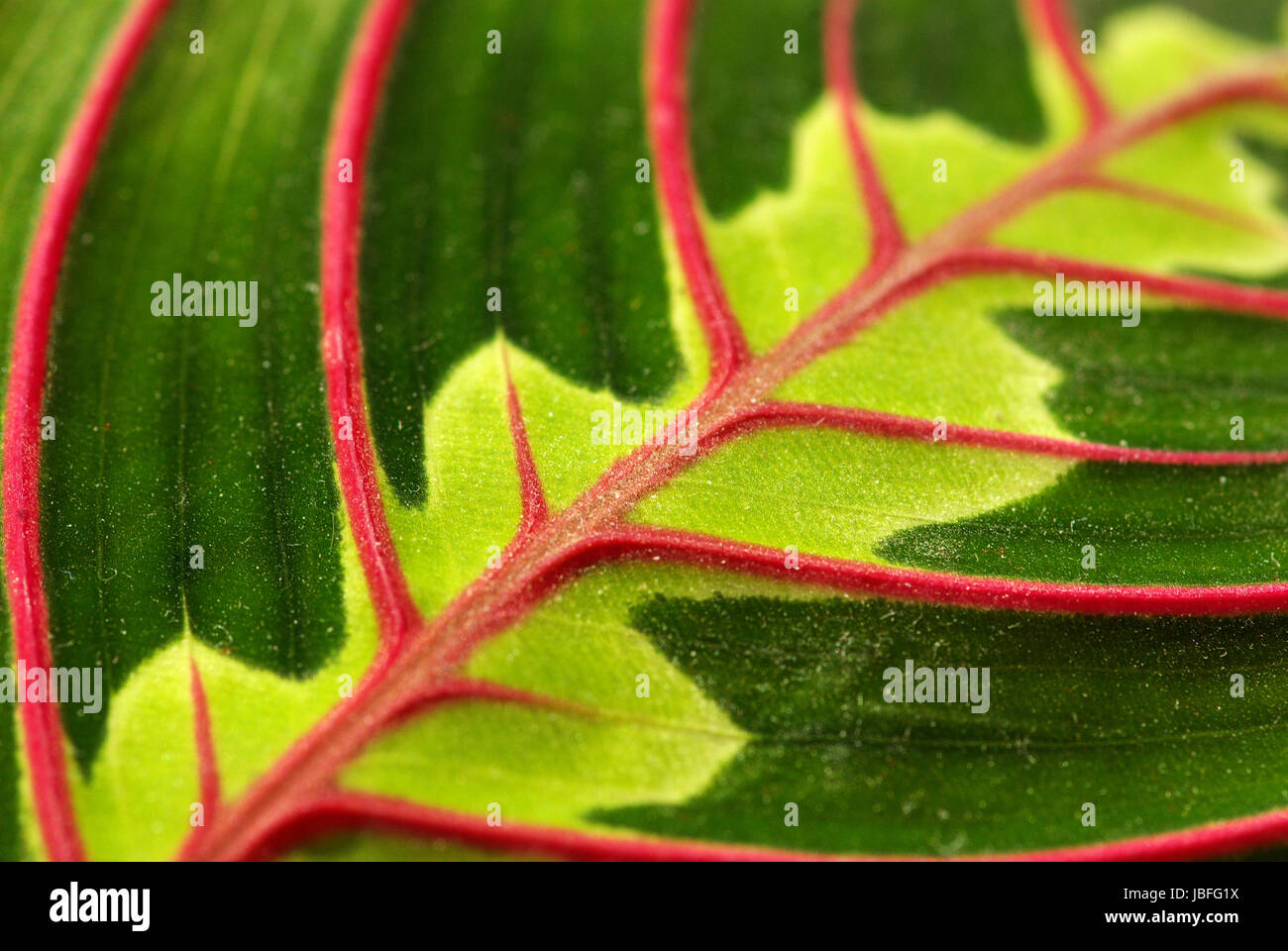 structure of leaf natural background Stock Photo - Alamy