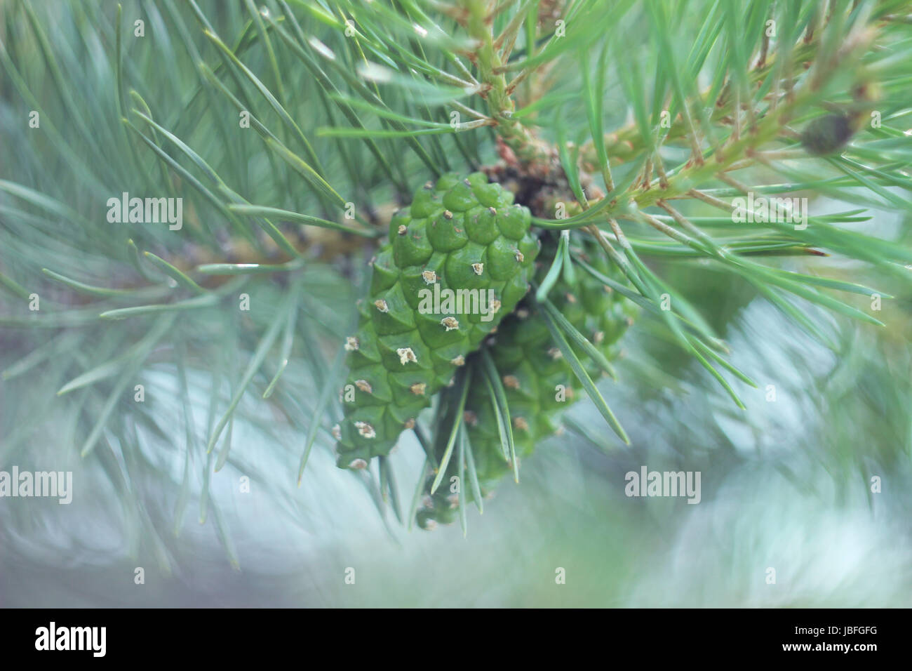 Pine tree close-up Stock Photo - Alamy