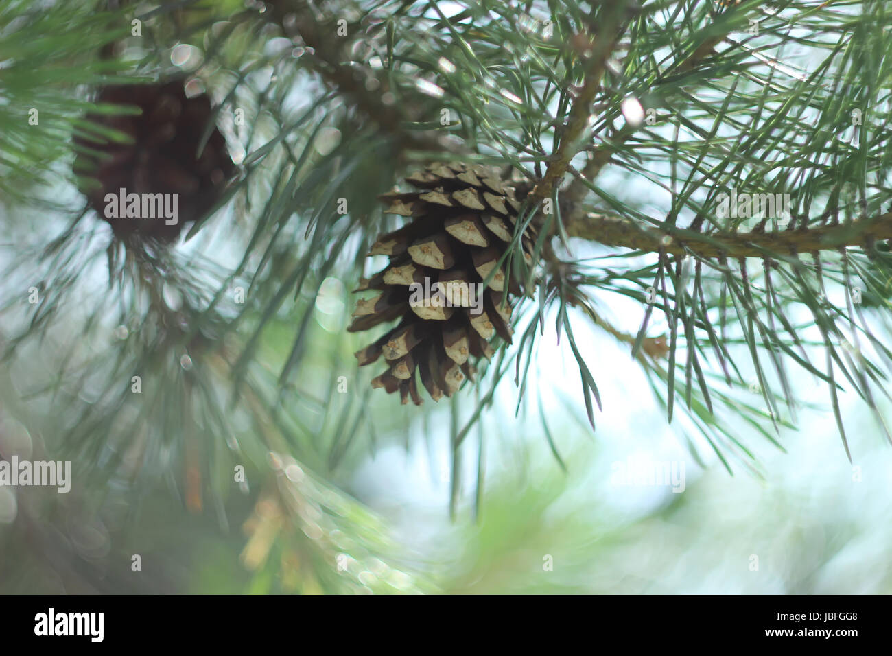 Pine tree close-up Stock Photo - Alamy