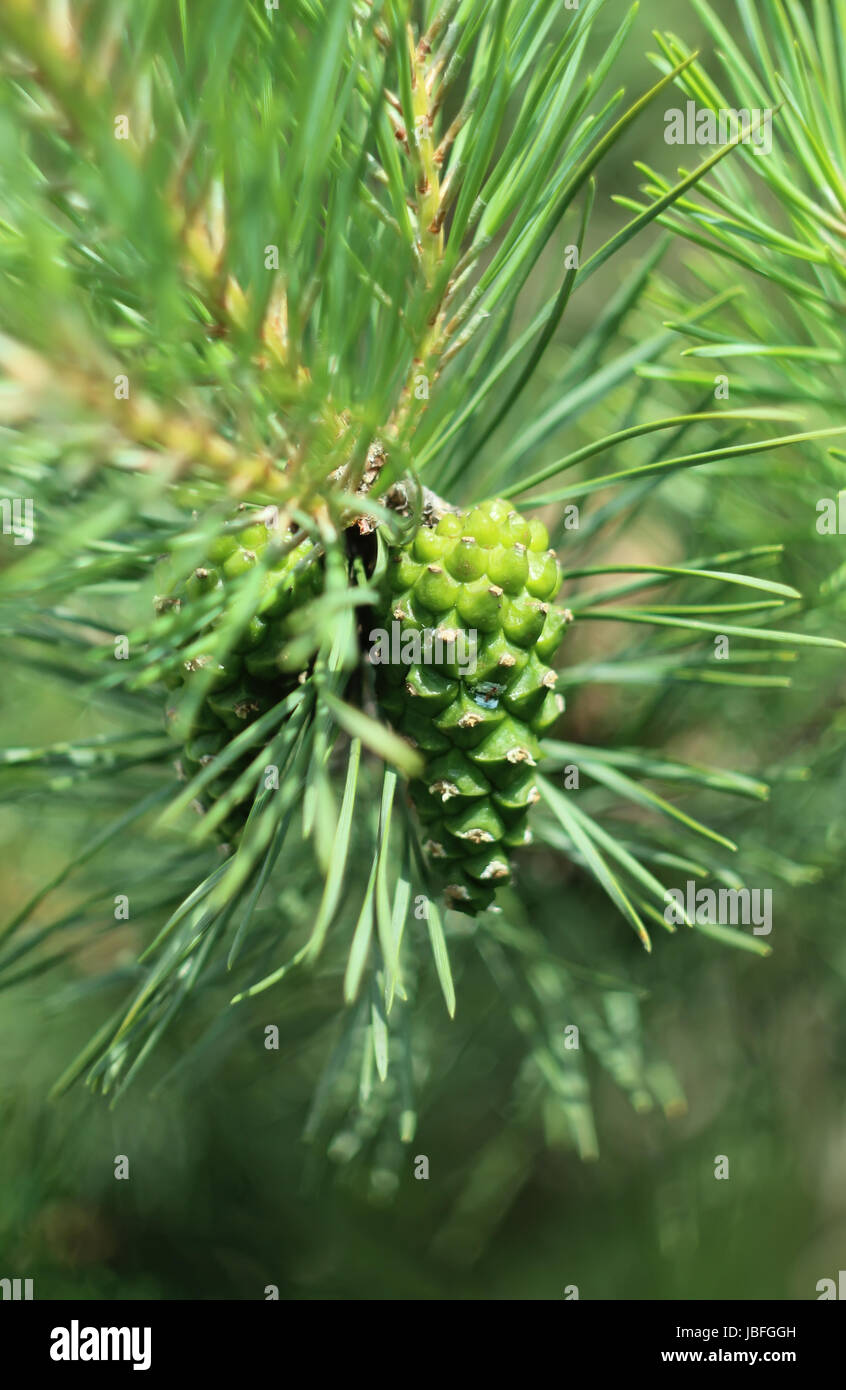 Pine tree close-up Stock Photo - Alamy