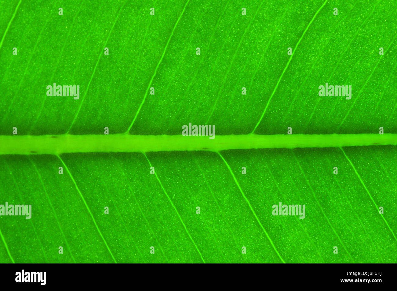 structure of leaf natural background Stock Photo - Alamy