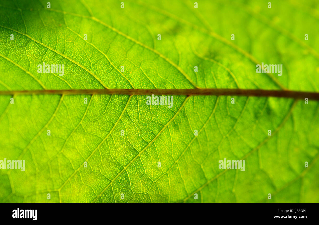 structure of leaf natural background Stock Photo - Alamy