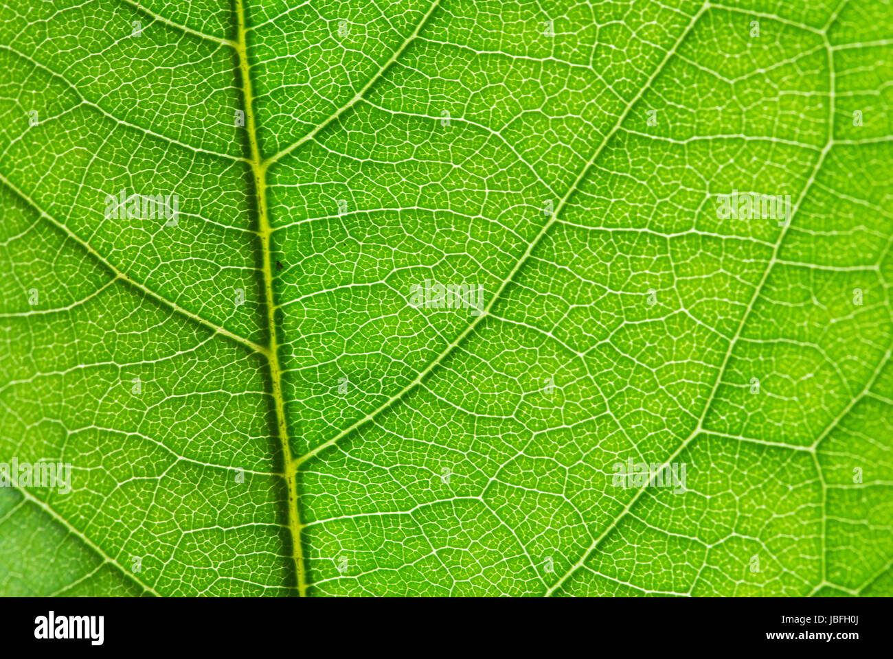 structure of leaf natural background Stock Photo - Alamy