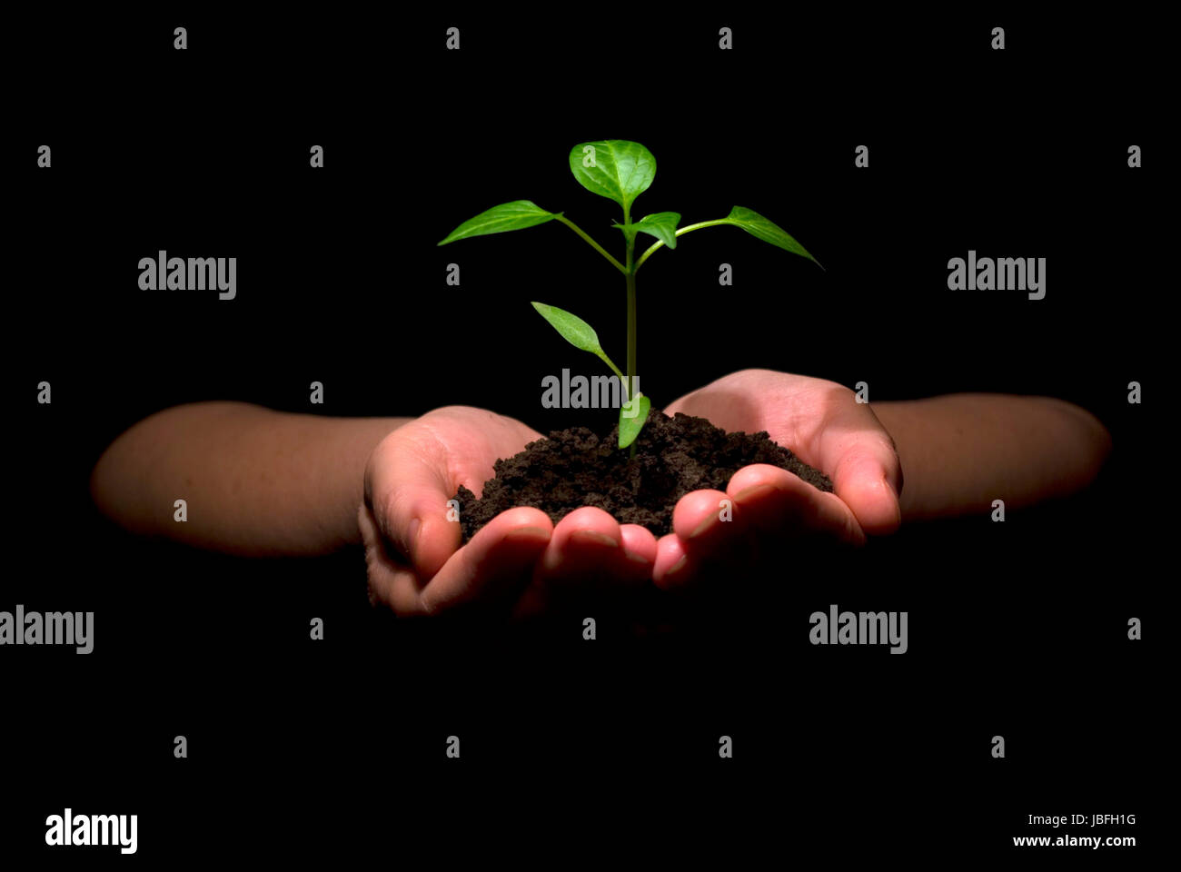 Hands holding sapling in soil Stock Photo - Alamy