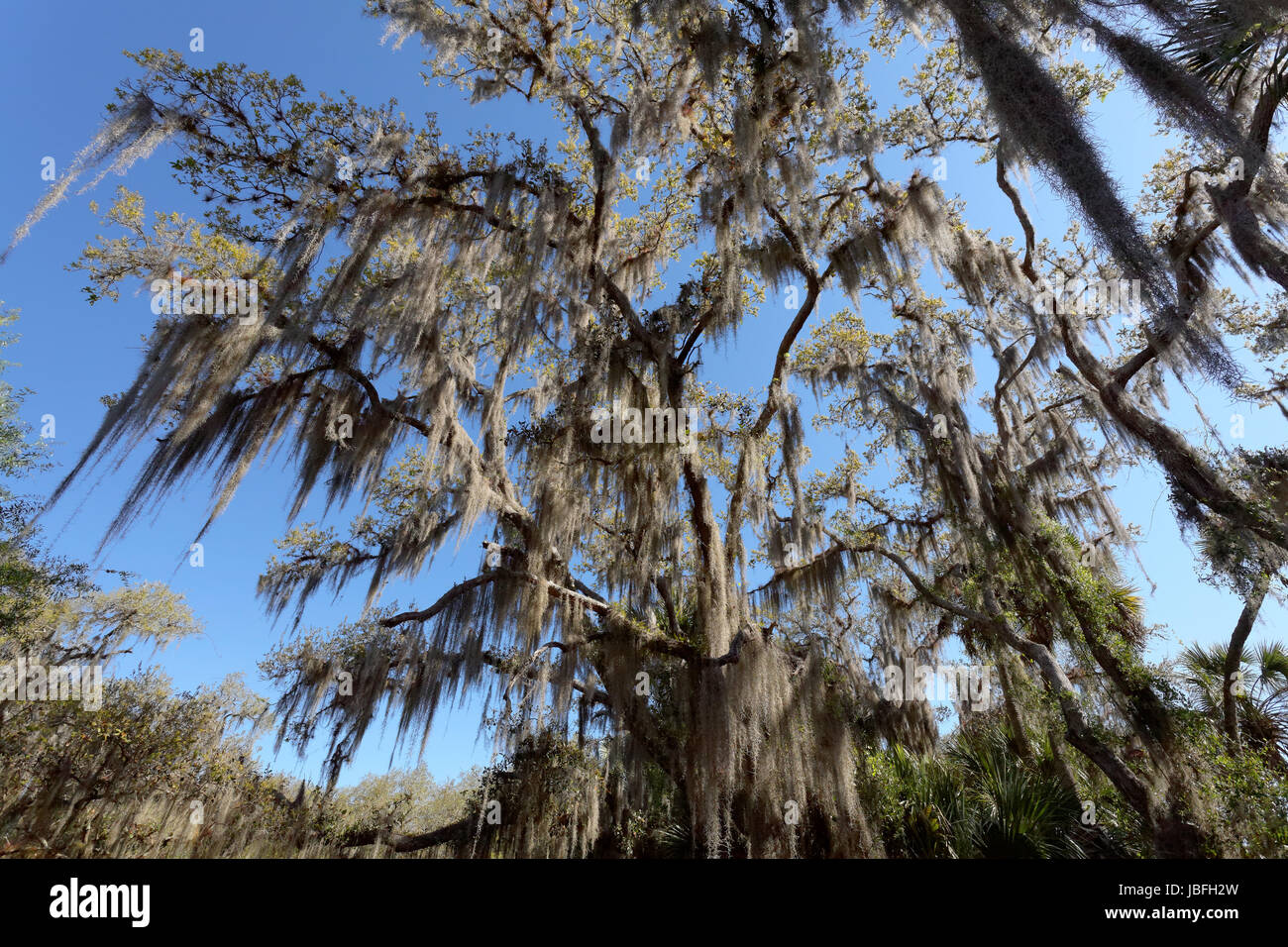 Spanisches moos tillandsia usneoides hi-res stock photography and ...