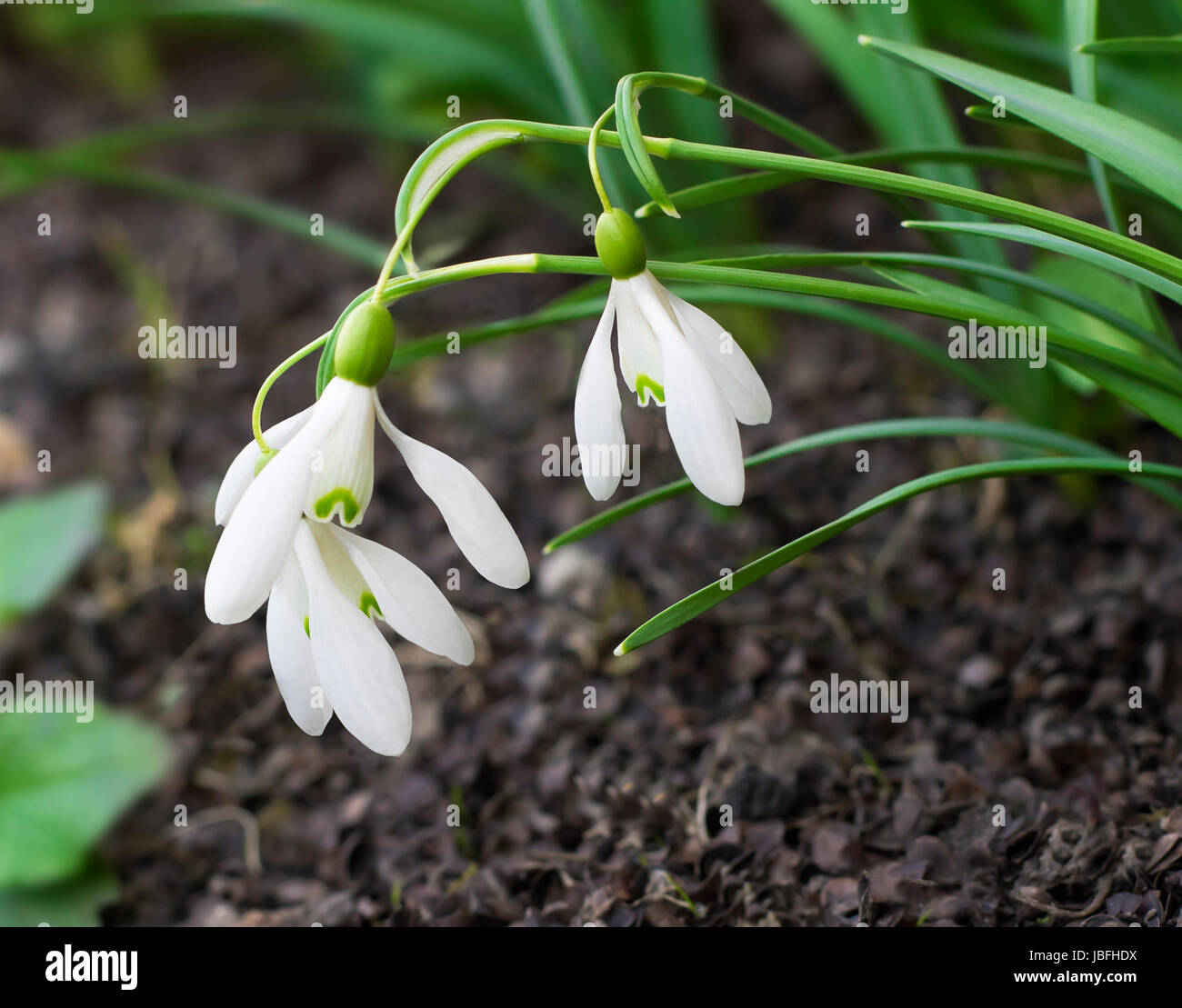 White flowers and buds of snowdrops among a green grass Stock Photo - Alamy